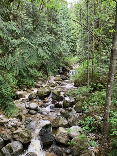 Best 10 Hikes and Trails in Grouse Mountain Park | AllTrails