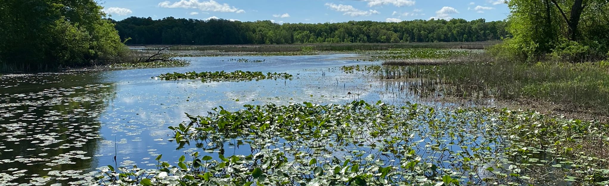 Waterloo-Pinckney Trail, Michigan - 436 Reviews, Map | AllTrails