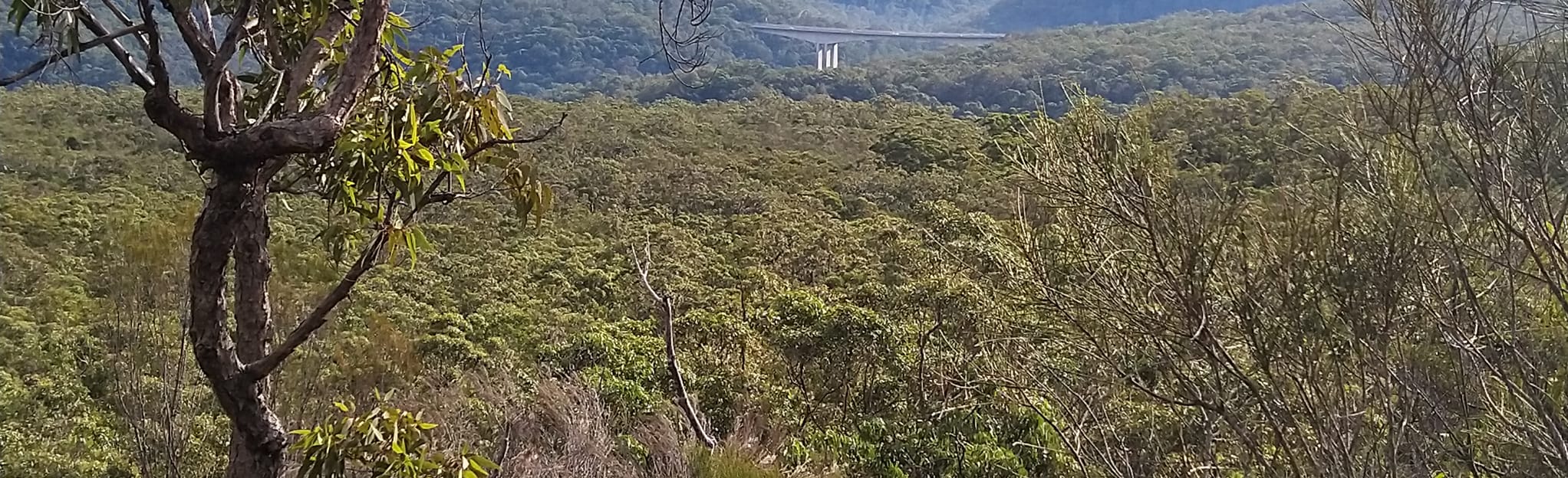 Pindar Falls via Girrakool Track: 18 Reviews, Map - New South Wales ...