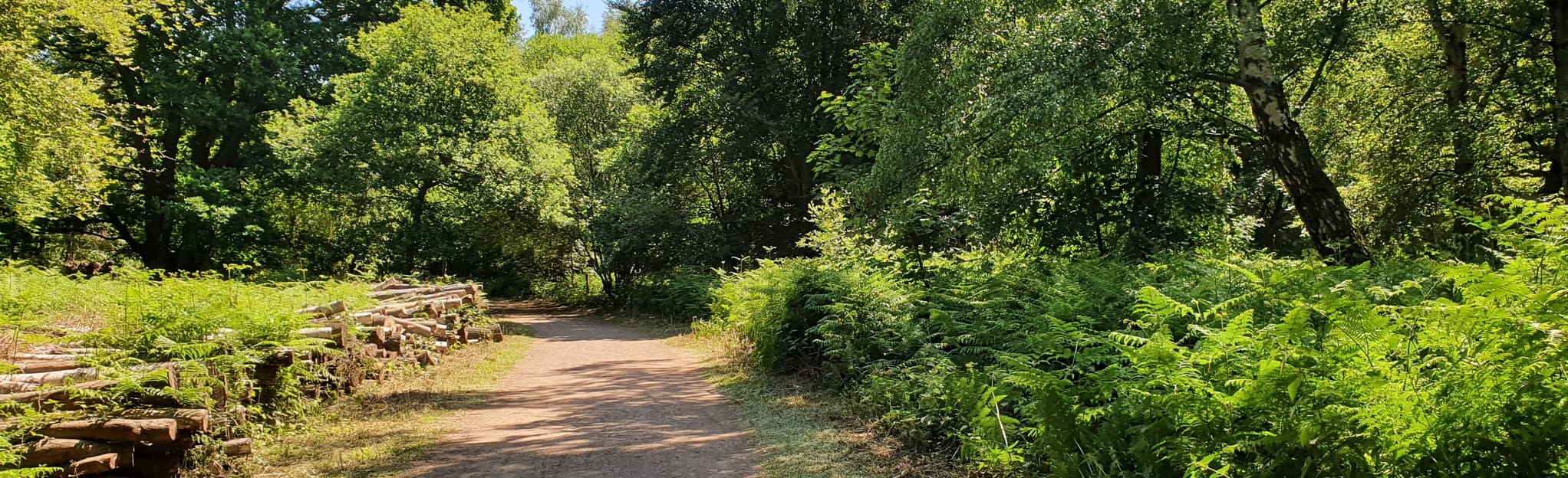 Alltrails Epping Forest And Green Ride Trail Circular 231 Reviews