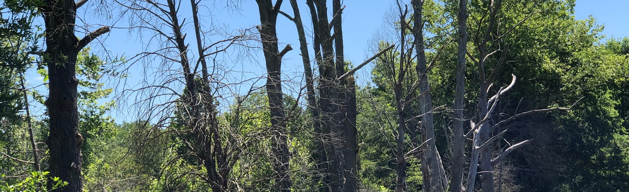 Lake Hanover Nature Trail: 11 Reviews, Map - Virginia | AllTrails
