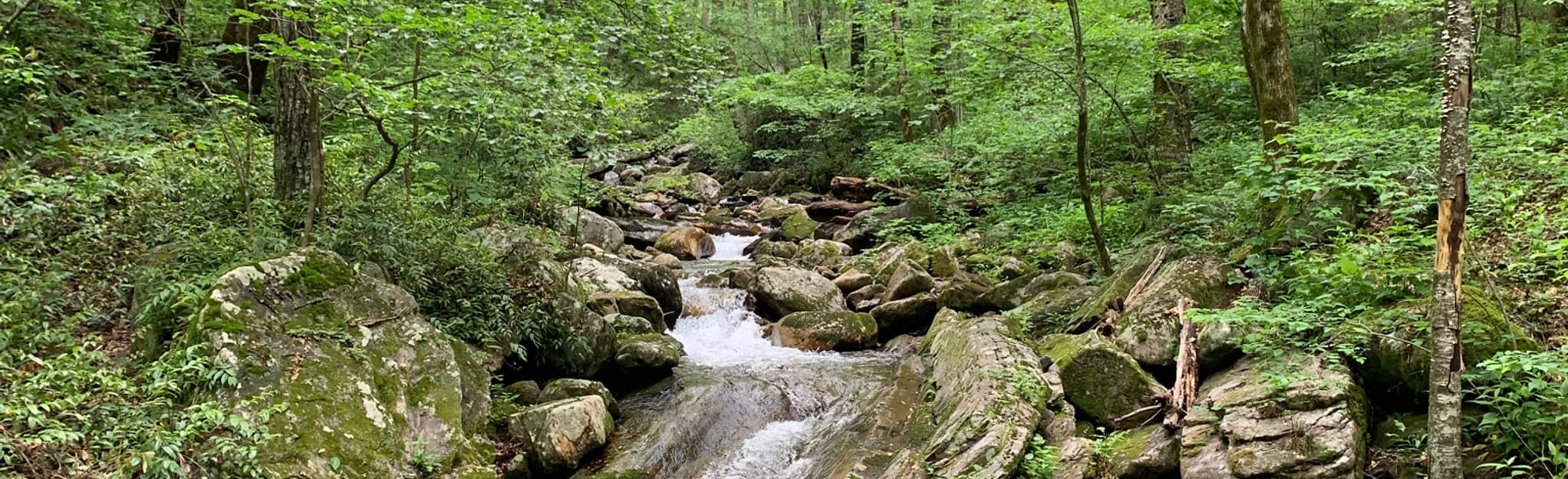 Daniel Ridge Loop and Cove Creek, North Carolina - 19 Reviews, Map ...