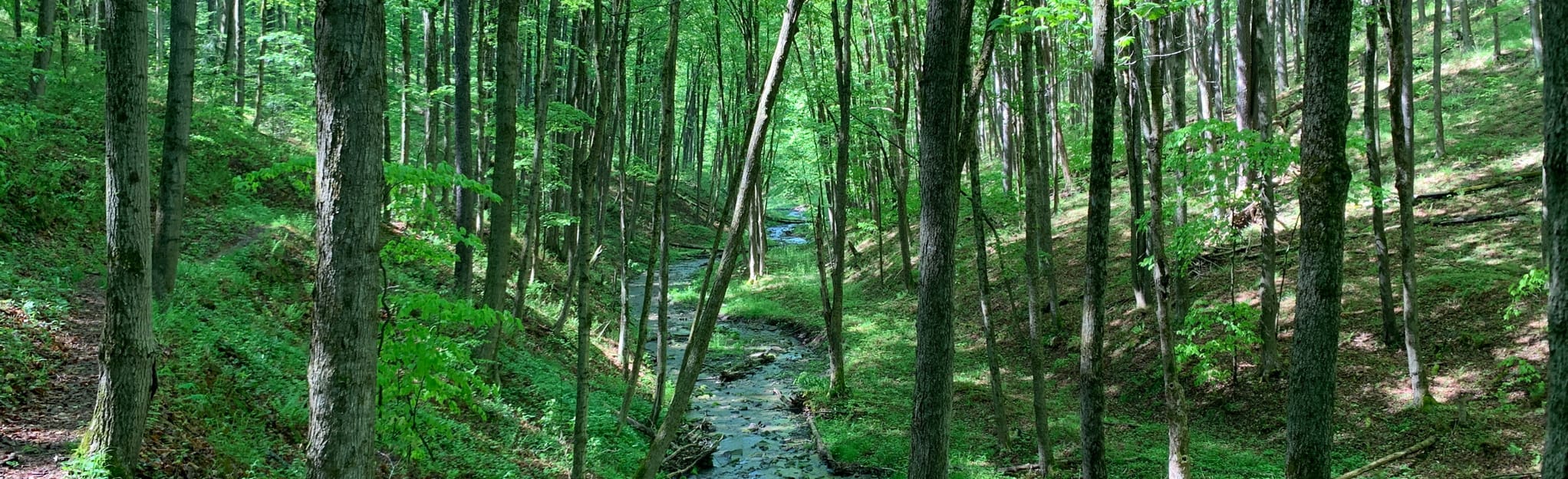 Jacobs Ridge to Jacobs Hollow Trail: 42 Reviews, Map - Pennsylvania ...