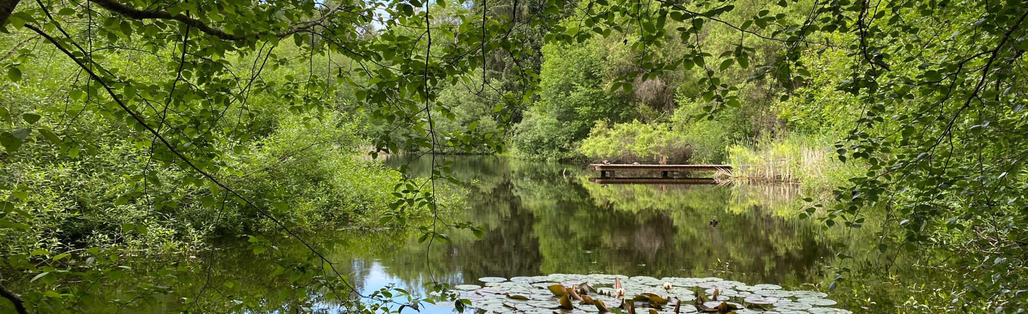 West Hylebos Wetlands Trail, Washington - 354 Reviews, Map | AllTrails