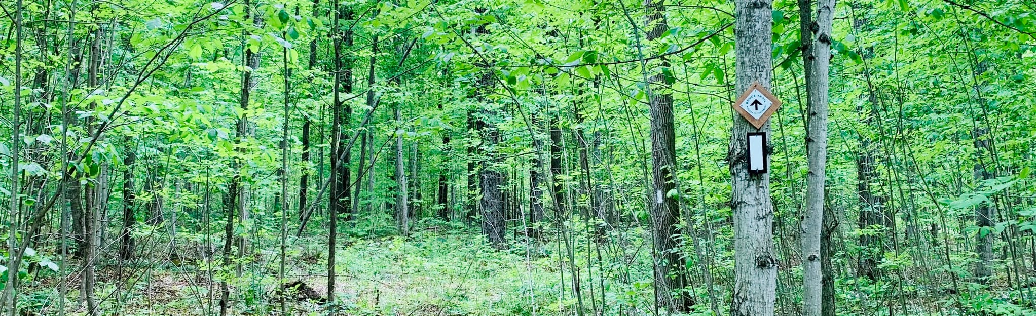 Sydenham Forest: Bruce Trail Loop: 77 foto's - Ontario, Canada | AllTrails