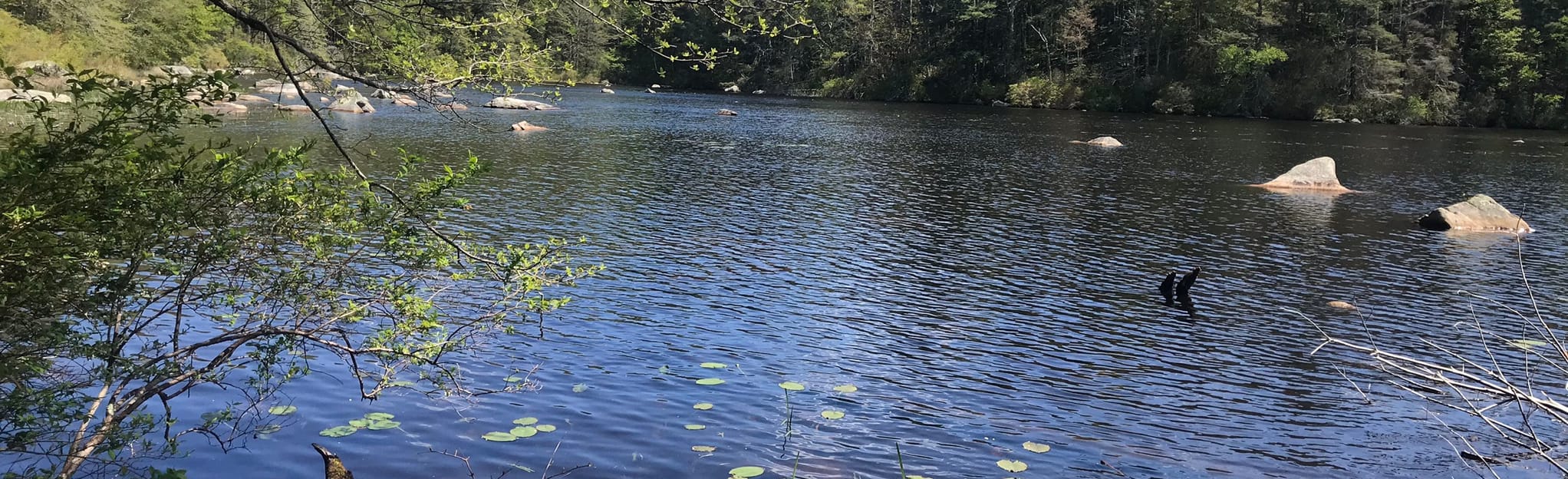 Beach Pond South Loop, Rhode Island - 193 Reviews, Map | AllTrails