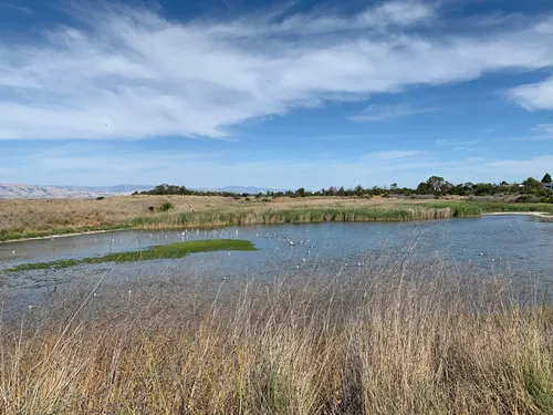 Best Hikes and Trails in Baylands Nature Preserve | AllTrails