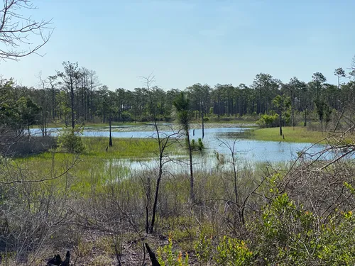 Best 10 Hikes and Trails in Croatan National Forest | AllTrails