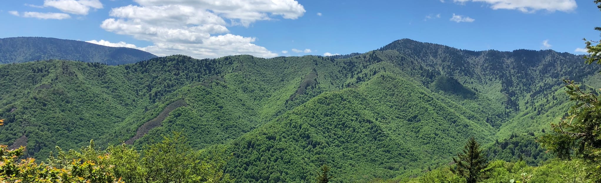 Snake Den Ridge Low Gap Trail: 105 Reviews, 976 Photos, Map - Tennessee ...