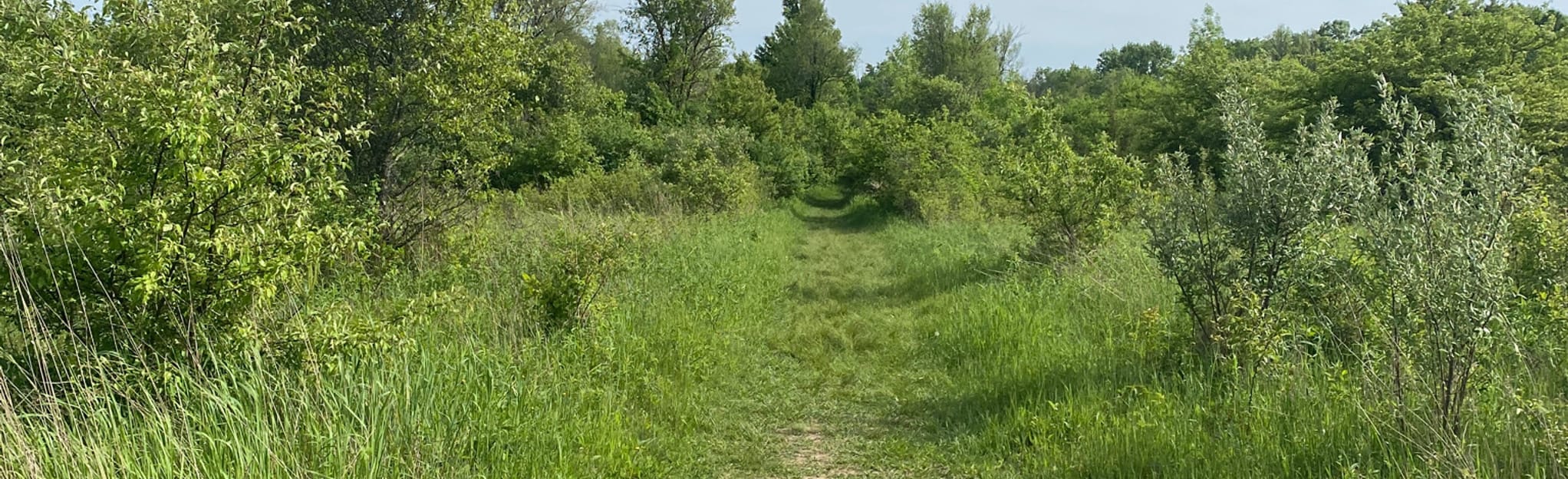 Library Trail: 166 Reviews, Map - Michigan | AllTrails