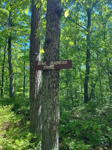 10 Best Easy Trails in Douglas State Forest | AllTrails
