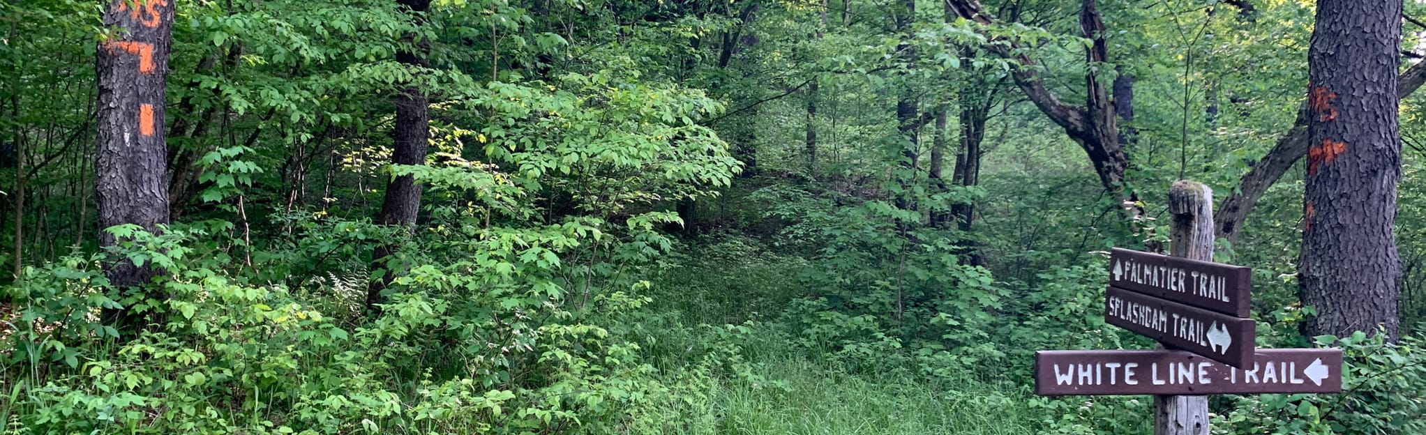 White Line Trail: 29 Reviews, Map - Pennsylvania | AllTrails