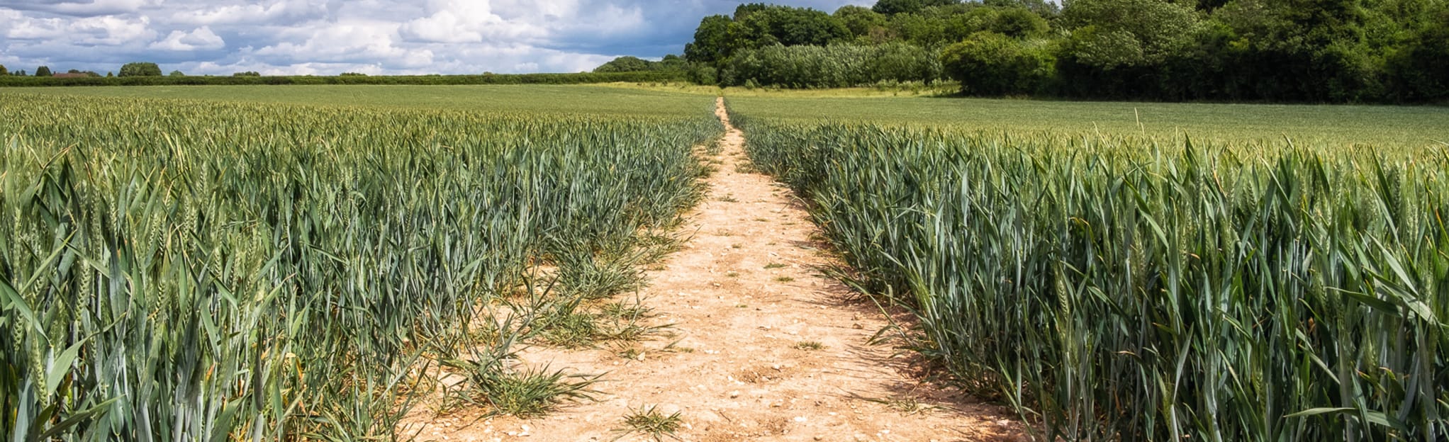 Liss, Greatham and Selborne Circular: 6 Reviews, Map - Hampshire ...