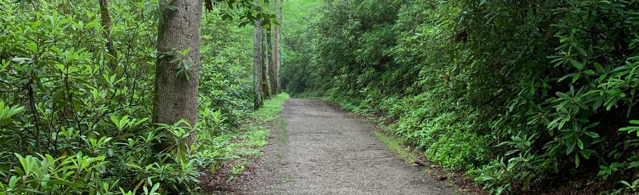 Little Brier Gap Trail, Tennessee - 185 Reviews, Map | AllTrails