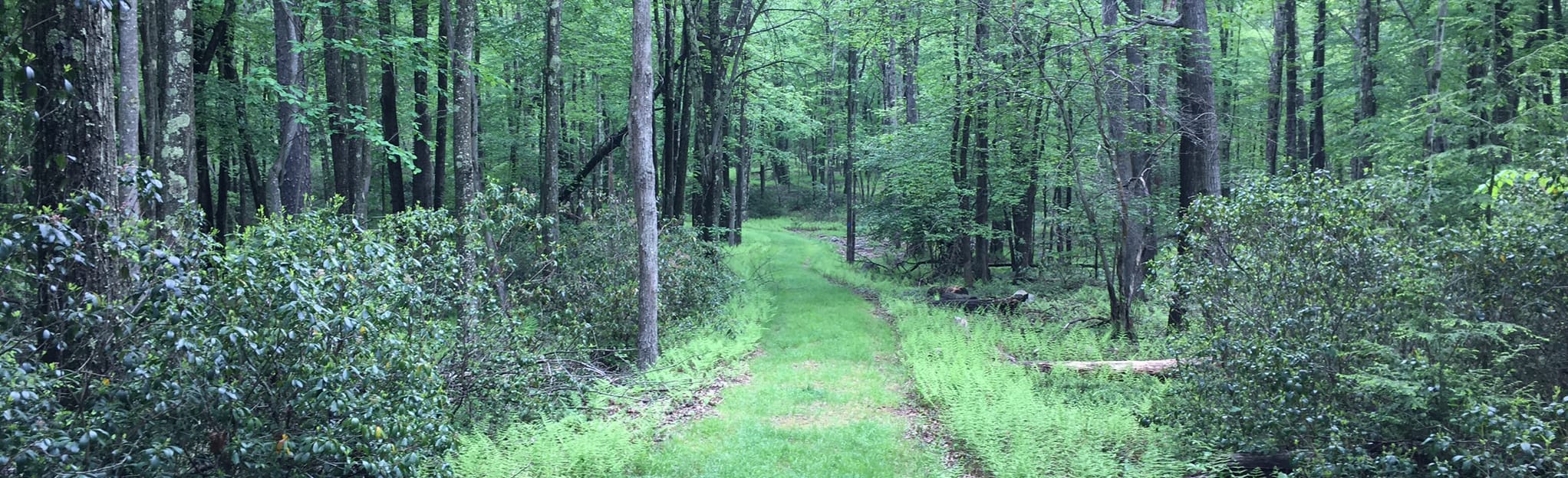 Hickory Run Blue Trail, Pine Hill and Sand Springs Trail: 284 Reviews ...