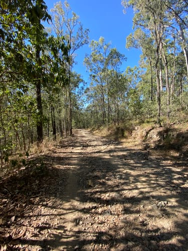 2023 Best 10 Walking Trails in Nerang National Park | AllTrails