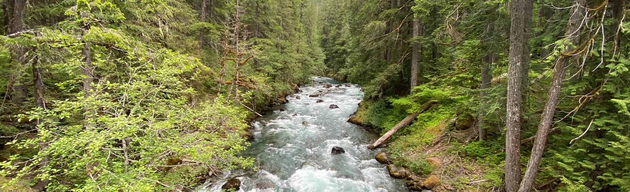 Cowlitz Divide Trail: 20 Reviews, Map - Washington | AllTrails