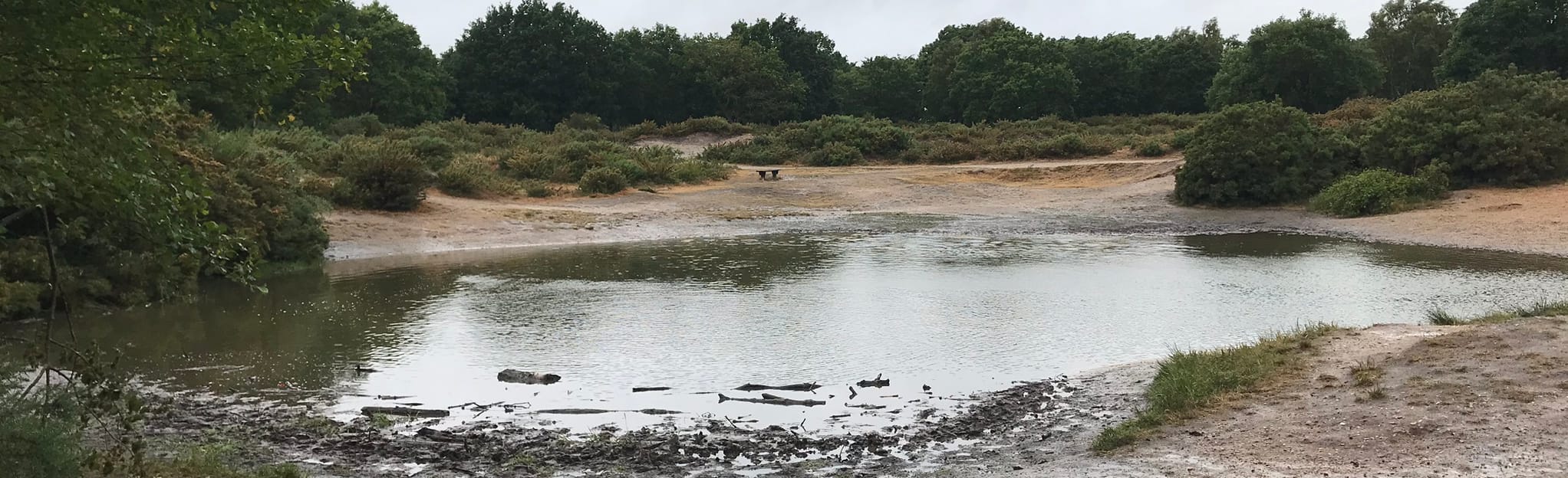 Mousehold Heath Circular: 11 Reviews, Map - Norfolk, England | AllTrails