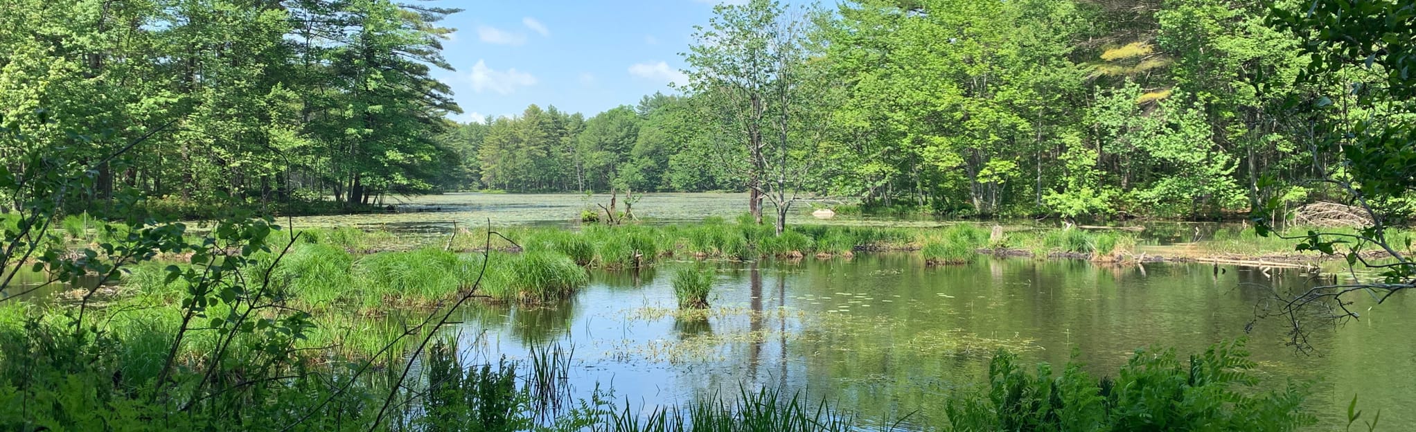 Foster's Pond Loop, New Hampshire - 315 Reviews, Map | AllTrails