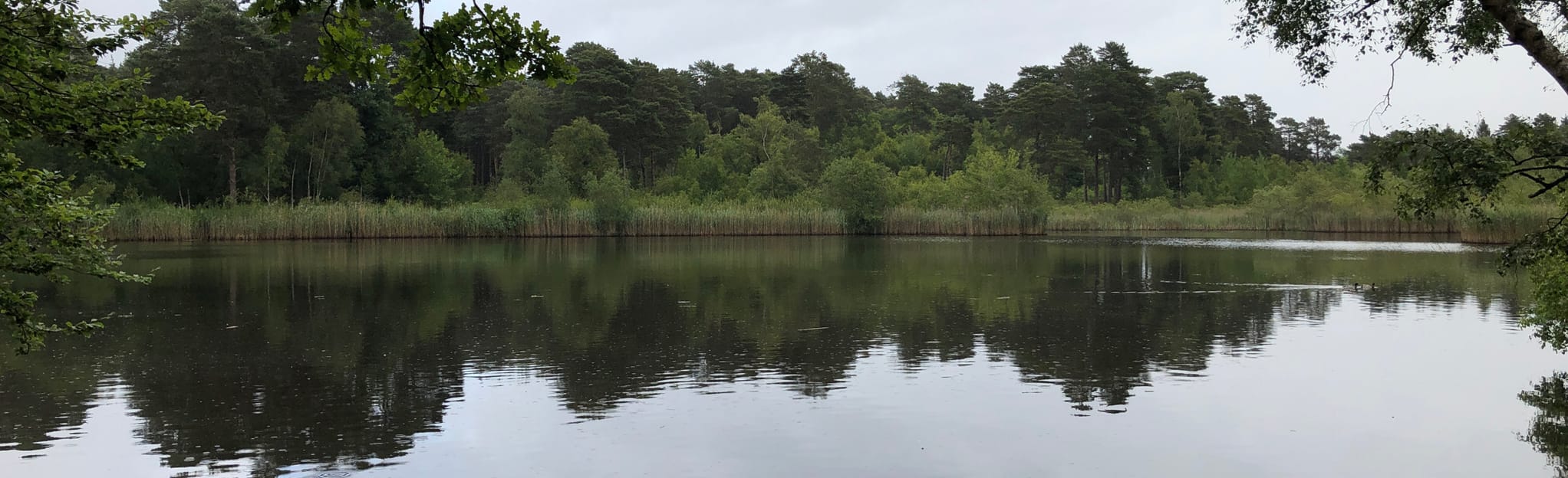 Oxshott Woods and Esher Common, Surrey, England - 85 Reviews, Map ...