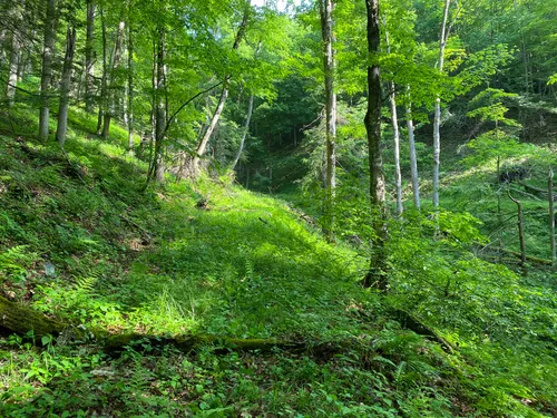 10 Best Hikes and Trails in Sproul State Forest | AllTrails