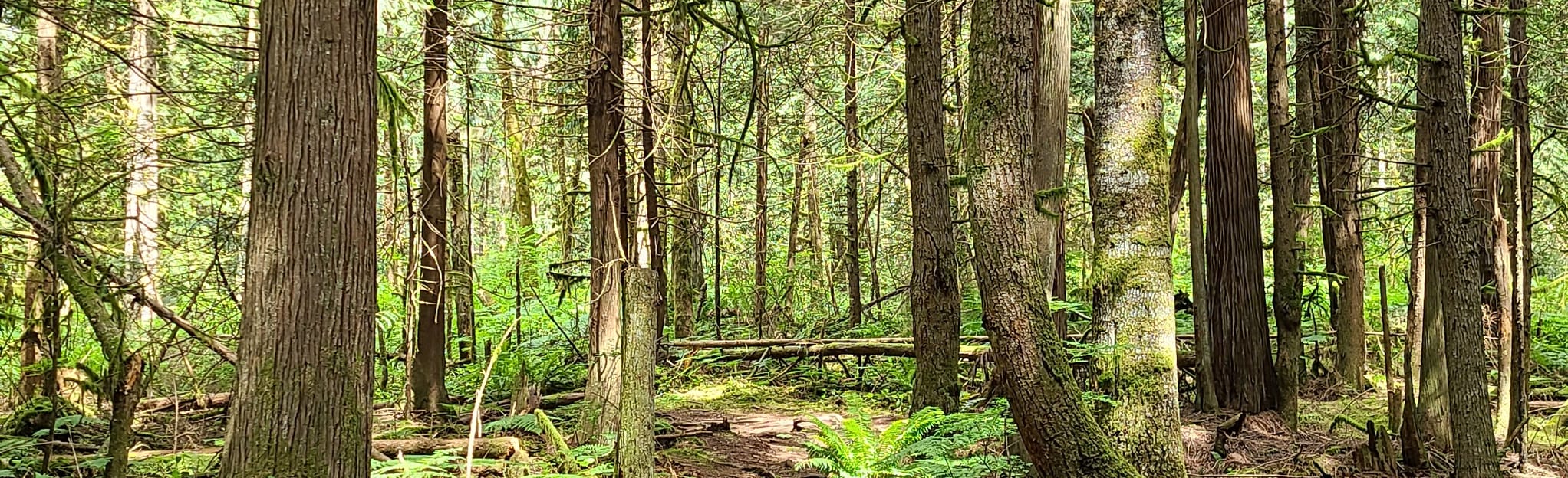 Ephemeral and Big Leaf Loop: 223 Fotos - Washington | AllTrails