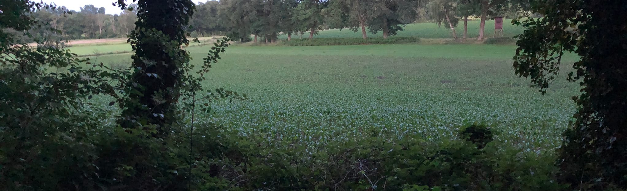 Haard-Walking Katenkreuzroute (Datteln), North Rhine-Westphalia ...