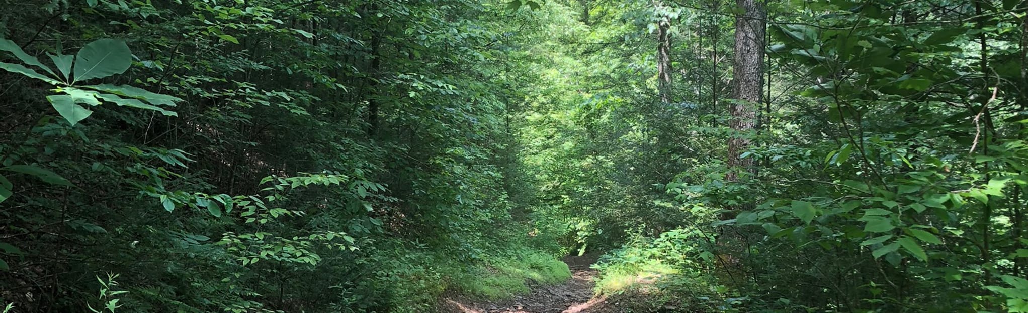 Redbird Crest Trail, Kentucky - 11 Reviews, Map | AllTrails