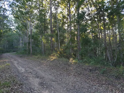 10 Best Trails and Hikes in Mount Glorious | AllTrails