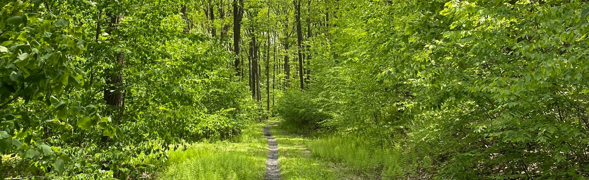 Old Peat Bog and Wildcat Trail Loop, Pennsylvania - 7 Reviews, Map ...