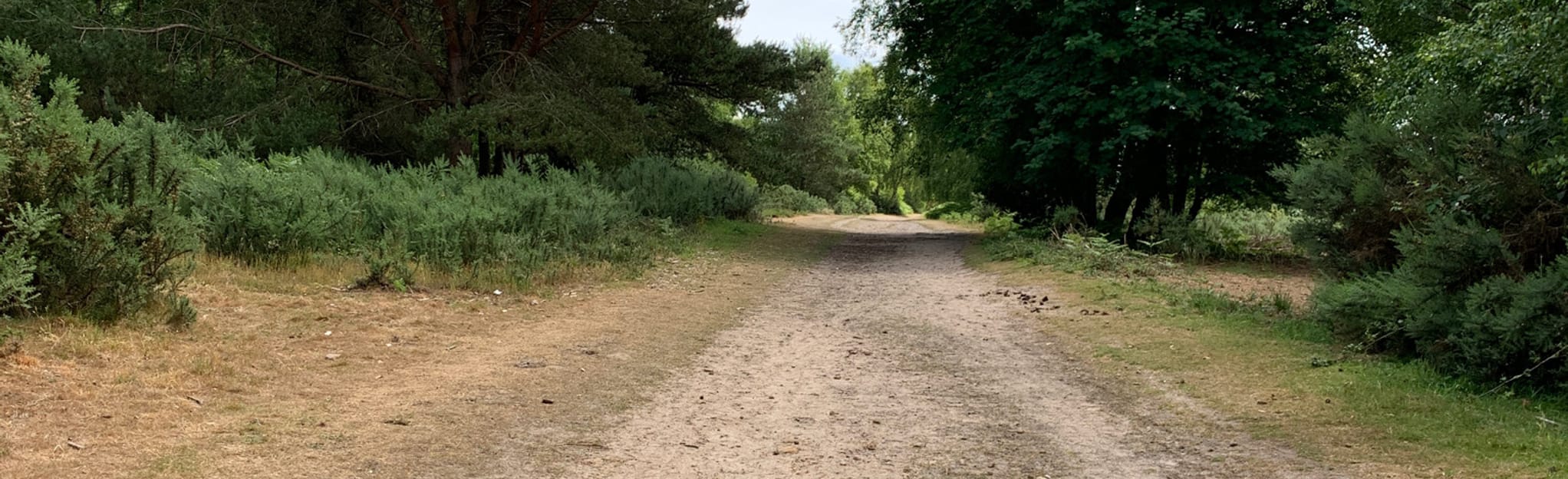 Ludshott Common and Gentles Copse Circular, Surrey, England - 11 ...