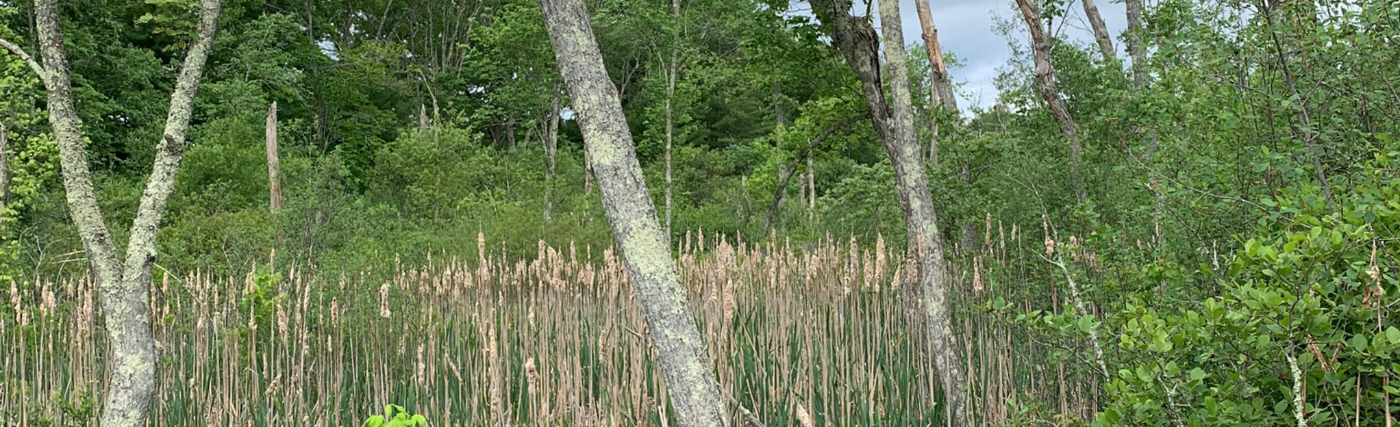 Appleton Farms Grass Rides Loop: 342 Reviews, Map - Massachusetts ...