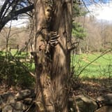 Barber Reservation Loop, Massachusetts - 141 Reviews, Map | AllTrails