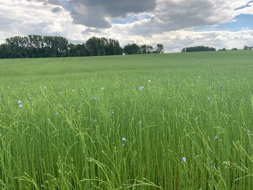 Beste wandelingen en routes in Bevekom | AllTrails