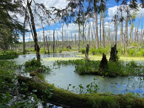 Best Hikes and Trails in Bear Swamp Preserve | AllTrails