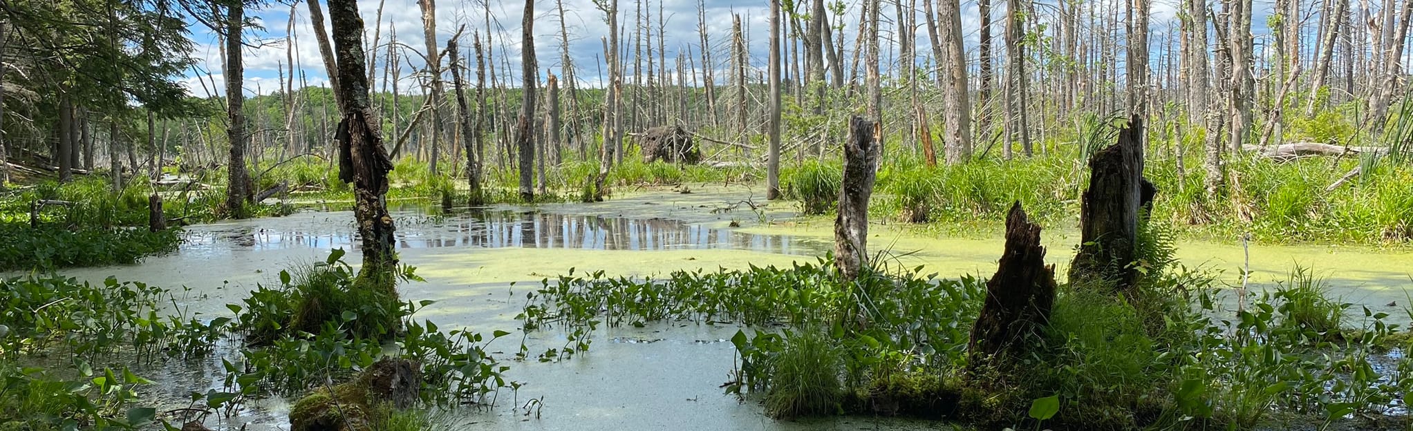 Bear Swamp Yellow Trail, New York - 39 Reviews, Map | AllTrails Bear Swamp Yellow Trail, New York - 39 Reviews, Map | AllTrails