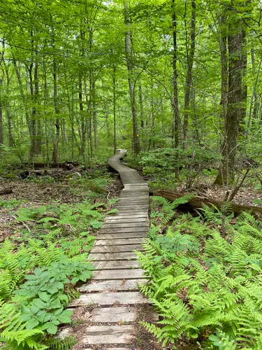 10 Best Hikes and Trails in Douglas State Forest | AllTrails