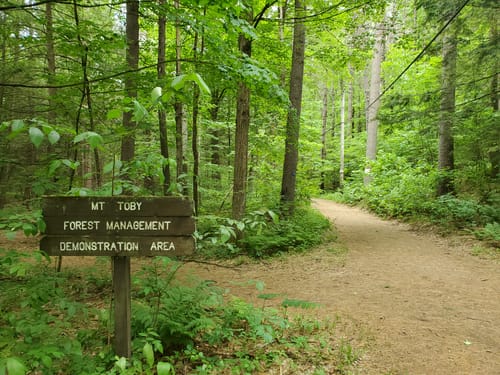 2023 Best 10 Forest Trails in Mount Toby State Forest | AllTrails