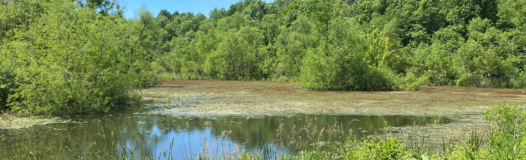 Howland Island Trail, New York - 100 Reviews, Map | AllTrails