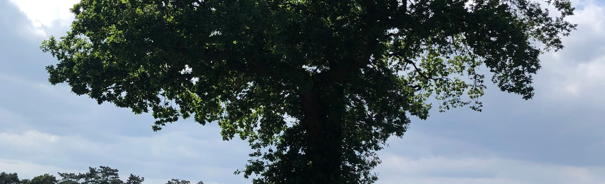 Harrietsham Trail: 85 Reviews, Map - Kent, England | AllTrails