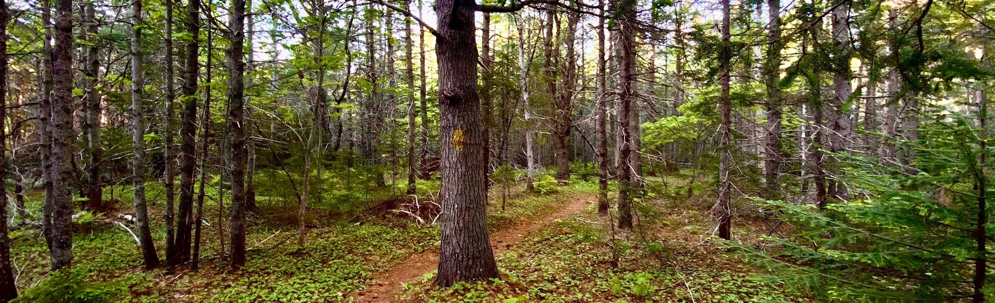 Kildare Forest Loop, Prince Edward Island, Canada - 18 Reviews, Map ...
