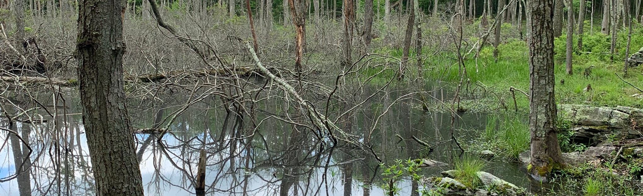AllTrails | Thunder Swamp Loop: 55 Reviews, Map - Pennsylvania