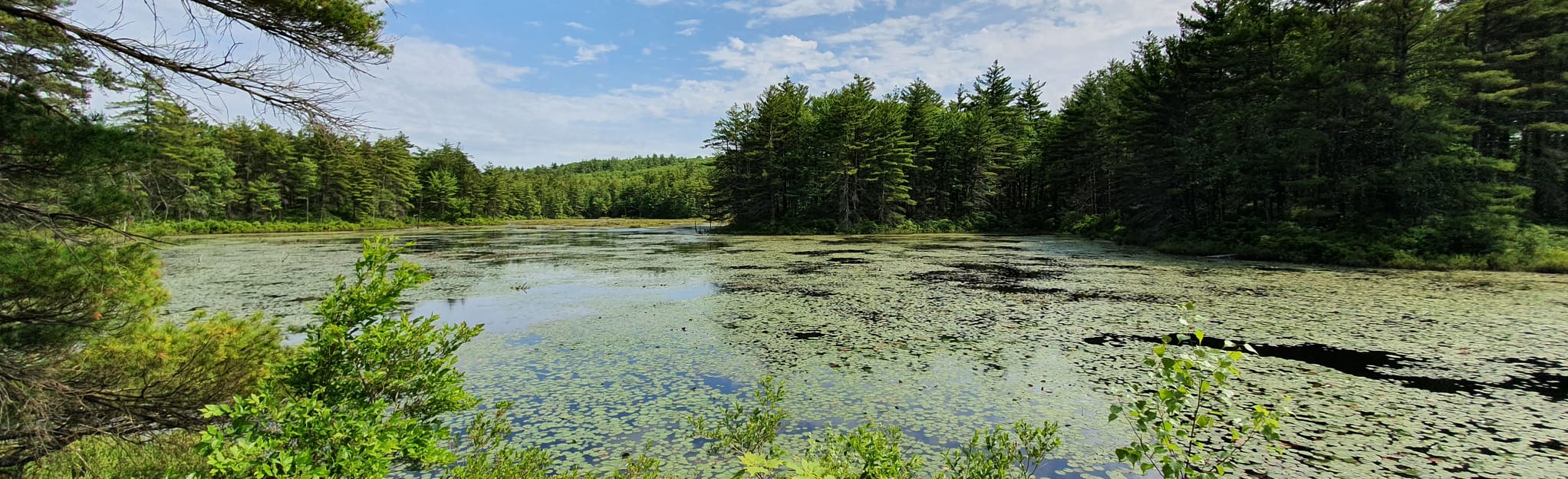 Hall Mountain Hall Marsh Loop, New Hampshire - 83 Reviews, Map | AllTrails