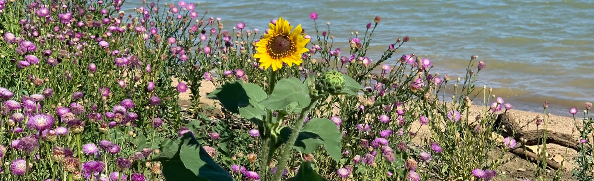 Dorba Trail Long, Texas - 394 Reviews, Map | AllTrails