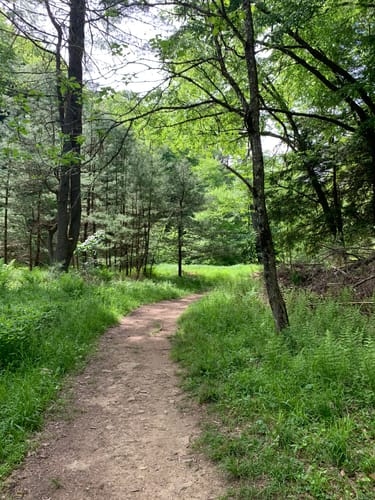 Best 10 Hikes and Trails in Cook Forest State Park | AllTrails