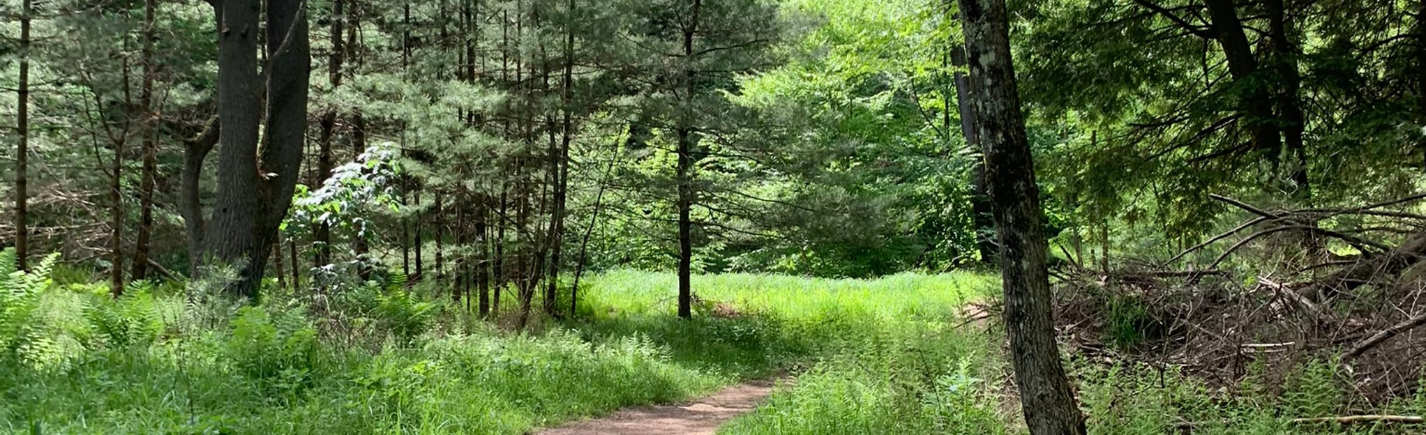 Longfellow, Ancient Forest, and Indian Trail Loop, Pennsylvania - 184 ...