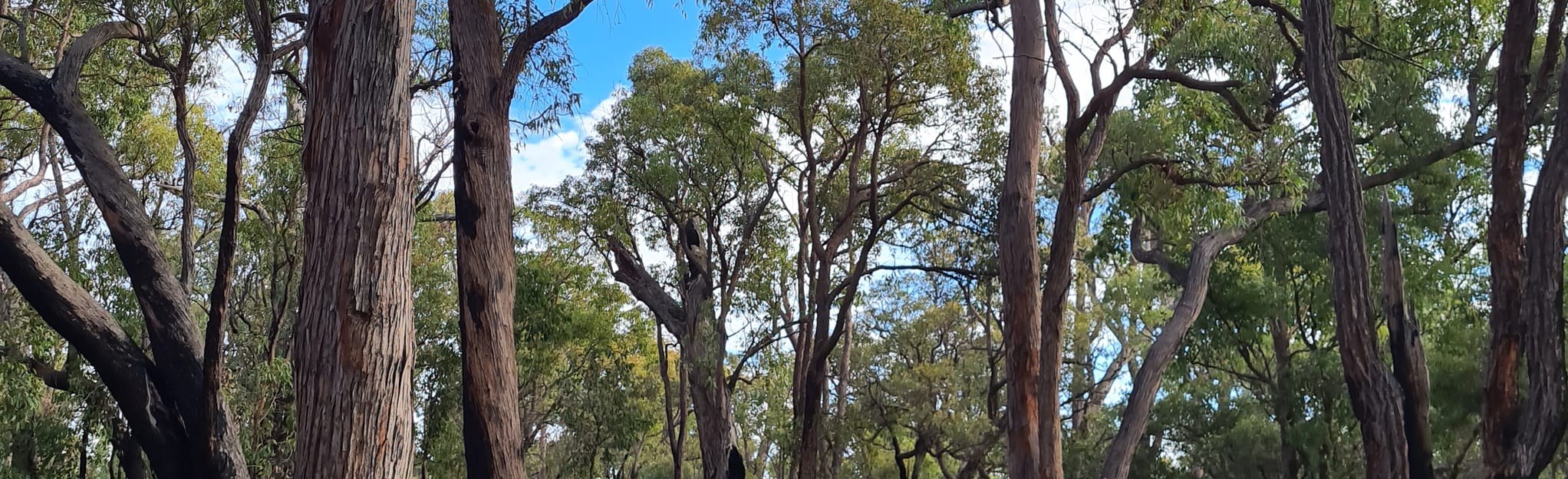 Heritage Trail, Wildflower Walk and Eagle View Track Loop: 595 foto ...