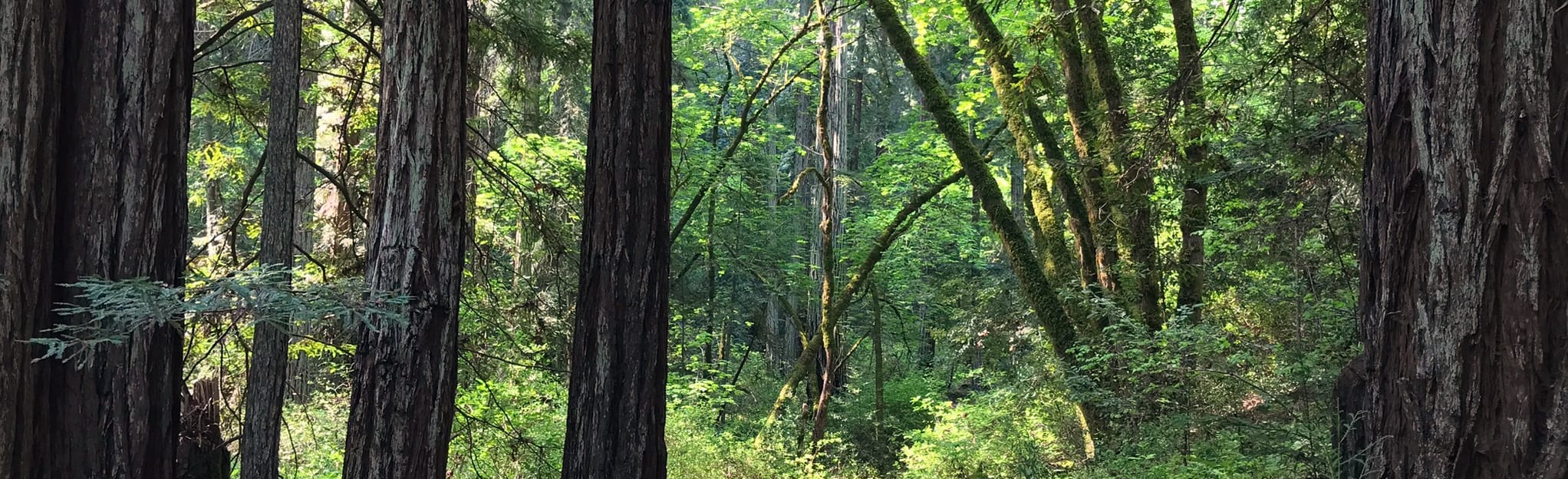 AllTrails | Bay Area Ridge Trail: Bothe-Napa Valley State Park: 139 ...