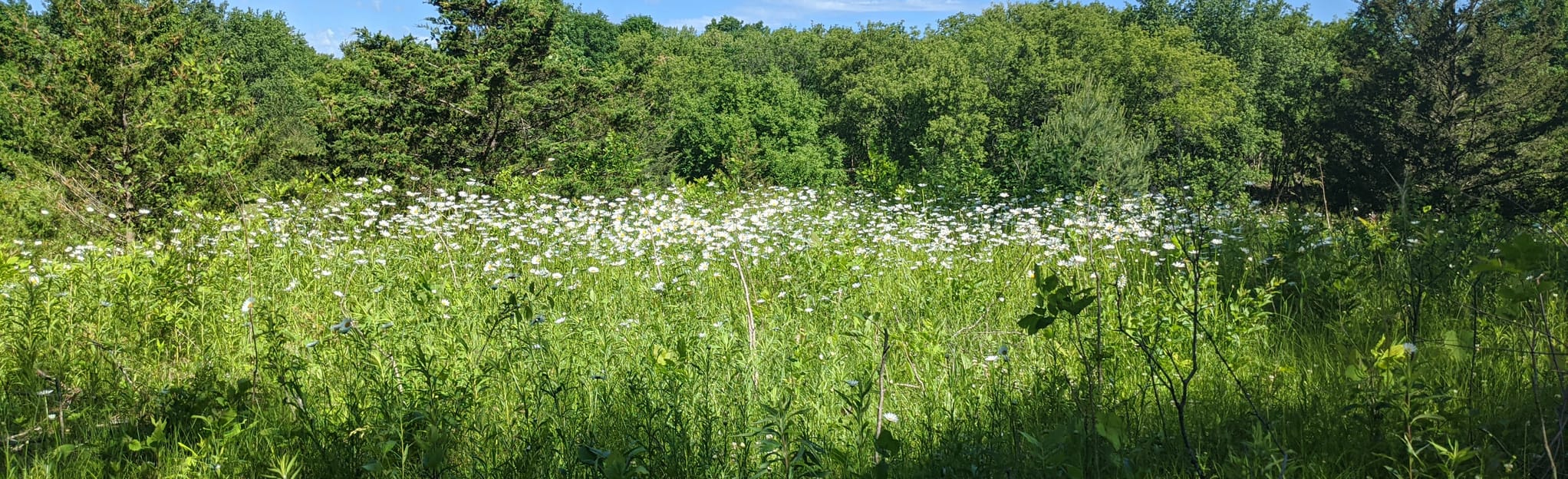 Wood-Rill Loop, Minnesota - 587 Reviews, Map | AllTrails