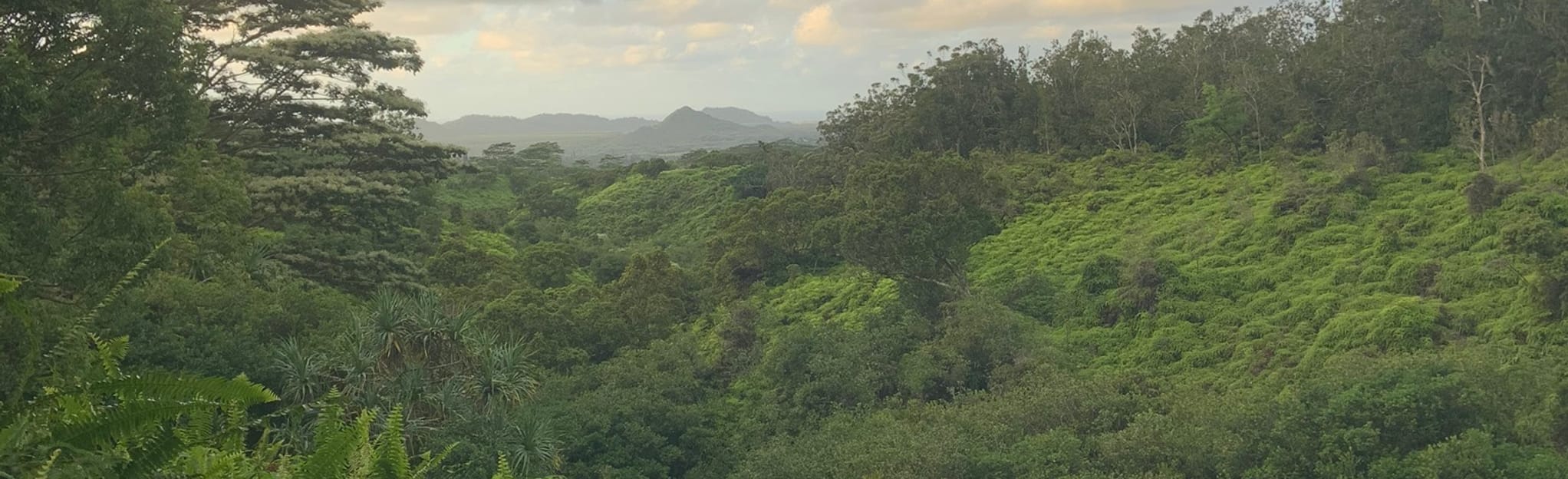 Moalepe Trail: 233 Reviews, Map - Kaua'i, Hawaii | AllTrails